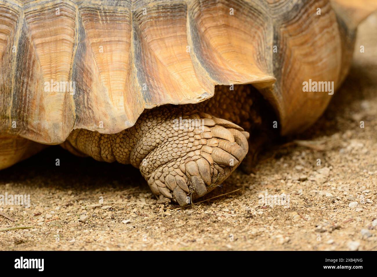 Giant galapagos tortoise view hi-res stock photography and images - Alamy