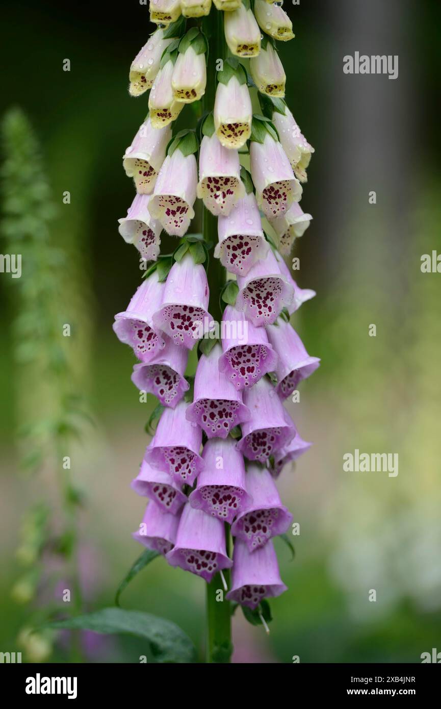 A close-up of a foxglove flower with purple and white blooms against a ...