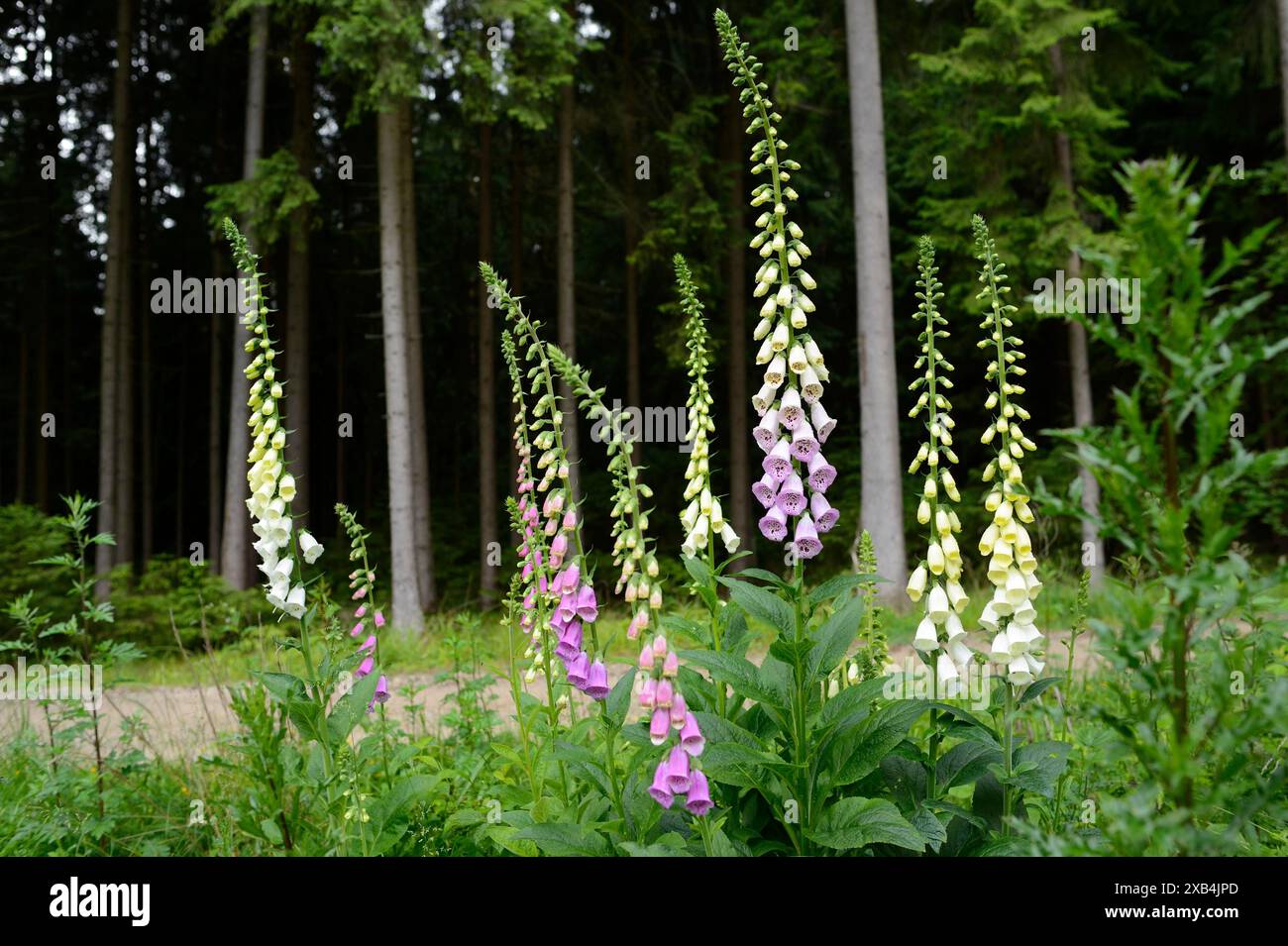 Various tall foxglove plants with white and purple flowers growing in a ...