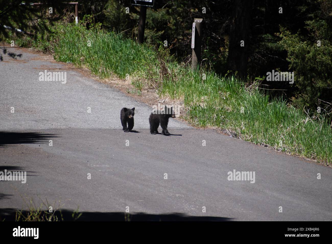 Two American Black Bear cubs exploring the road in Yellowstone National ...