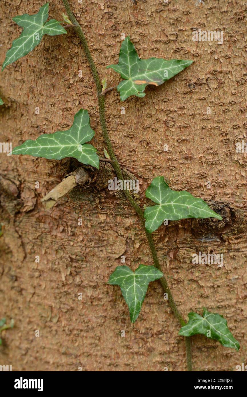 Common ivy (Hedera helix) on a tree trunk, Bavaria Stock Photo - Alamy