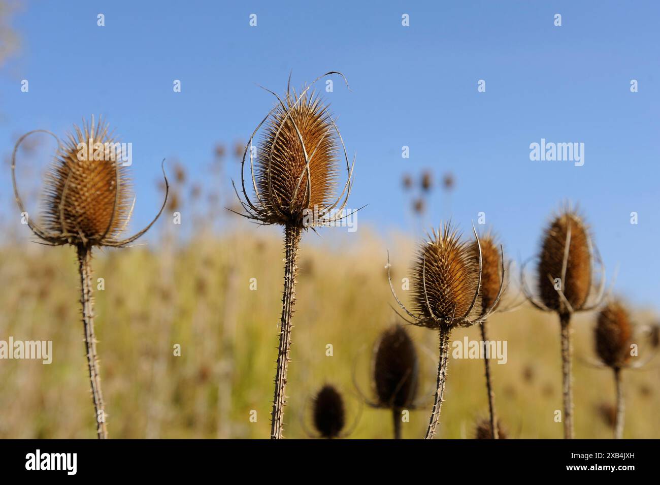Wild teasel (Dipsacus fullonum, or Dipsacus sylvestris) on a sunny day ...