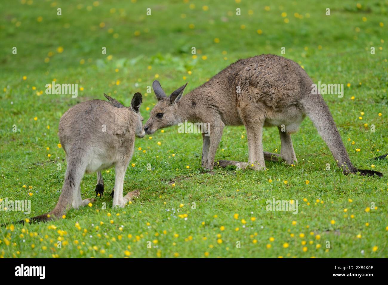 Grey giant kangaroos hi-res stock photography and images - Alamy