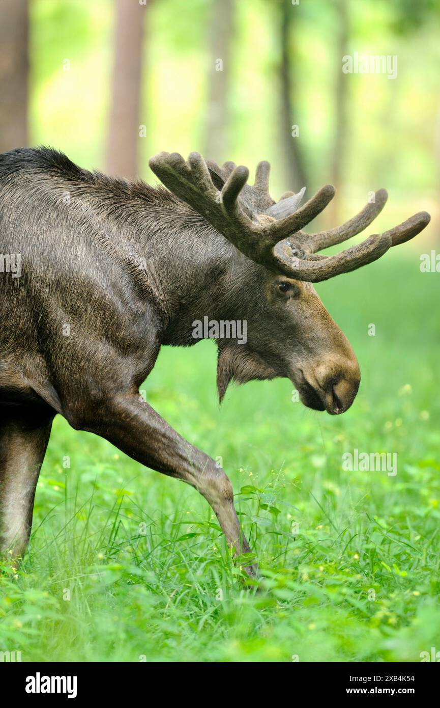 Eurasian elk (Alces alces) bull walking throw the forest, hesse Stock Photo - Alamy