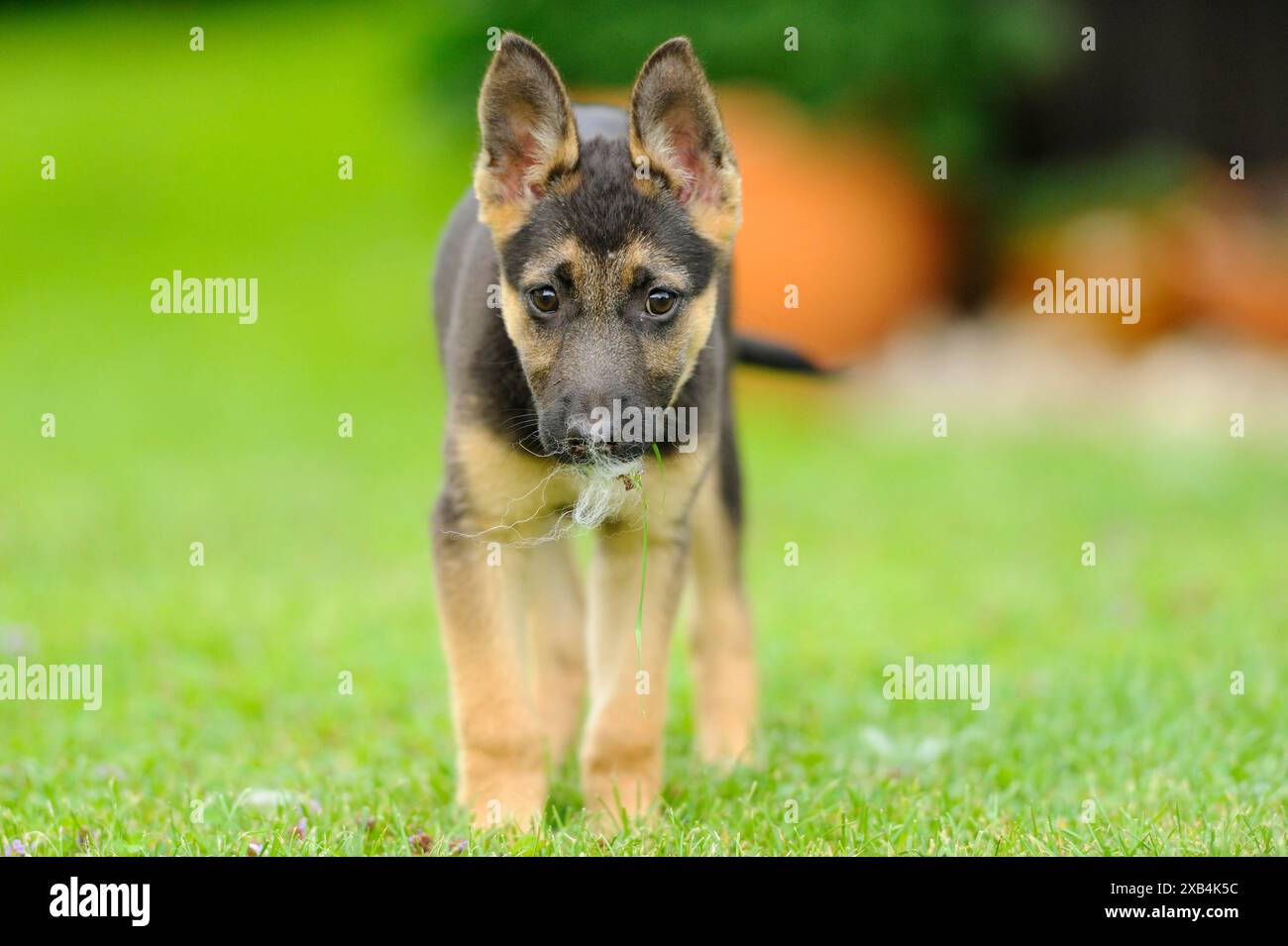 A cute German Shepherd Shorthair puppy runs on the green grass, Bavaria ...
