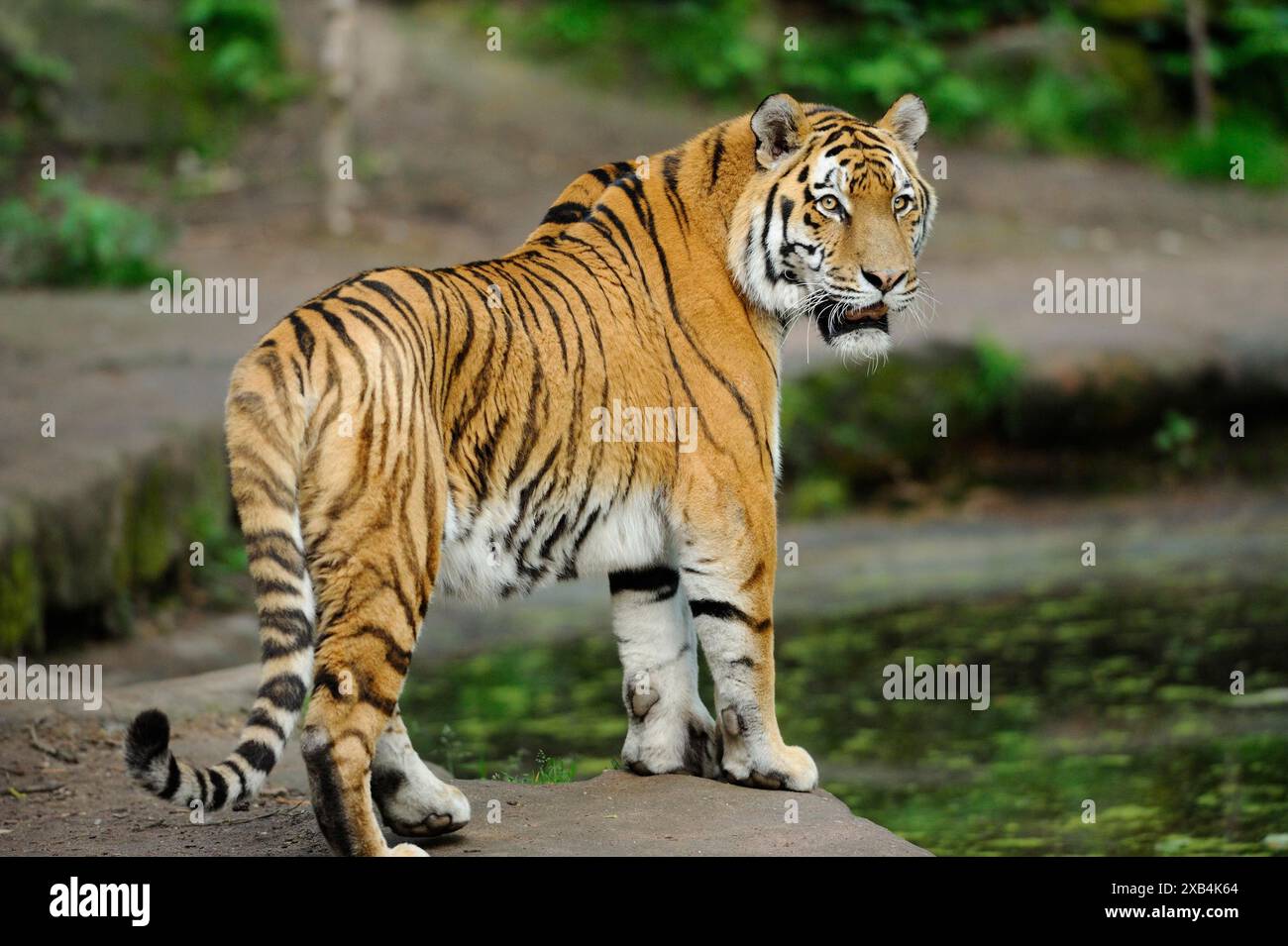 Siberian tiger (Panthera tigris altaica) in a forest, captive ...