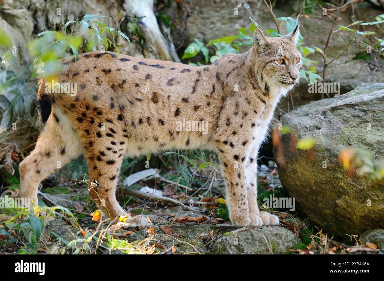 Eurasian lynx (Lynx lynx) on a rock in the forest, Bavarian Forest ...