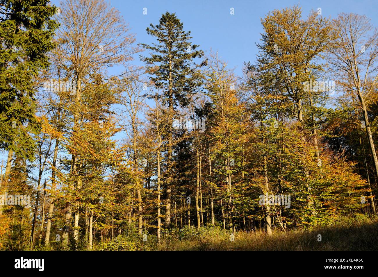 Forest with tall trees and autumn colors during sunset, Bavaria Forest ...