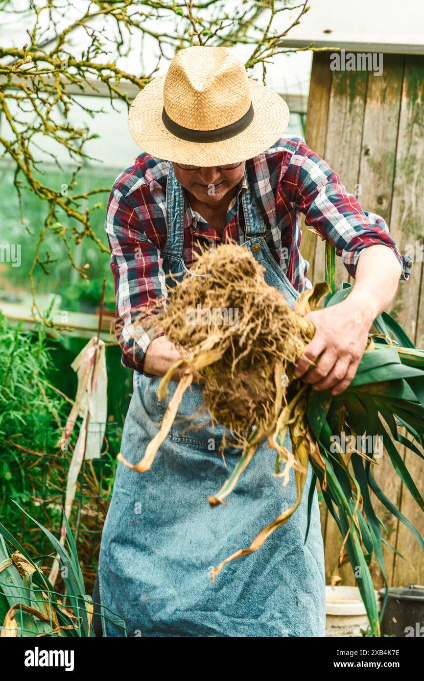 Senior man wearing a straw hat and overalls, harvesting vegetables with ...