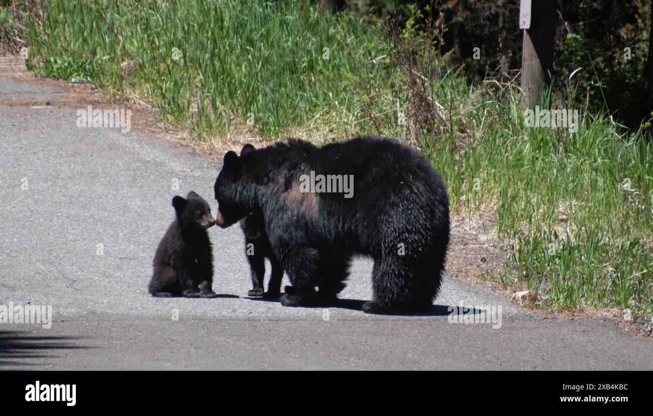 Yellowstone bear face hi-res stock photography and images - Alamy