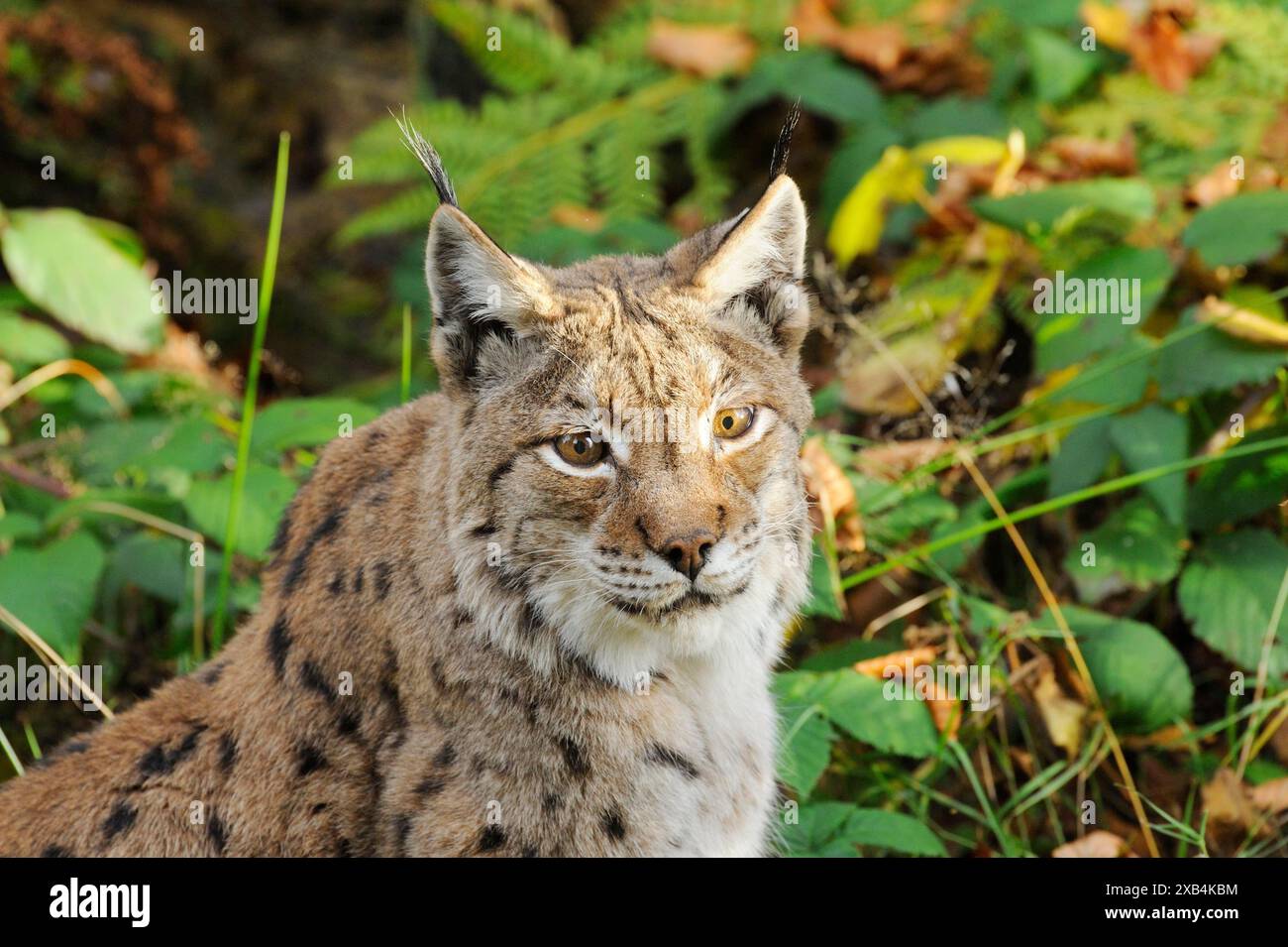 Cropped shot lynx sitting in hi-res stock photography and images - Alamy