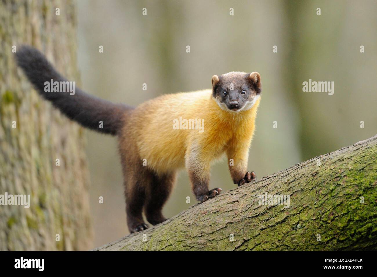 Yellow-throated marten (Martes flavigula) in a forest, captive Stock ...