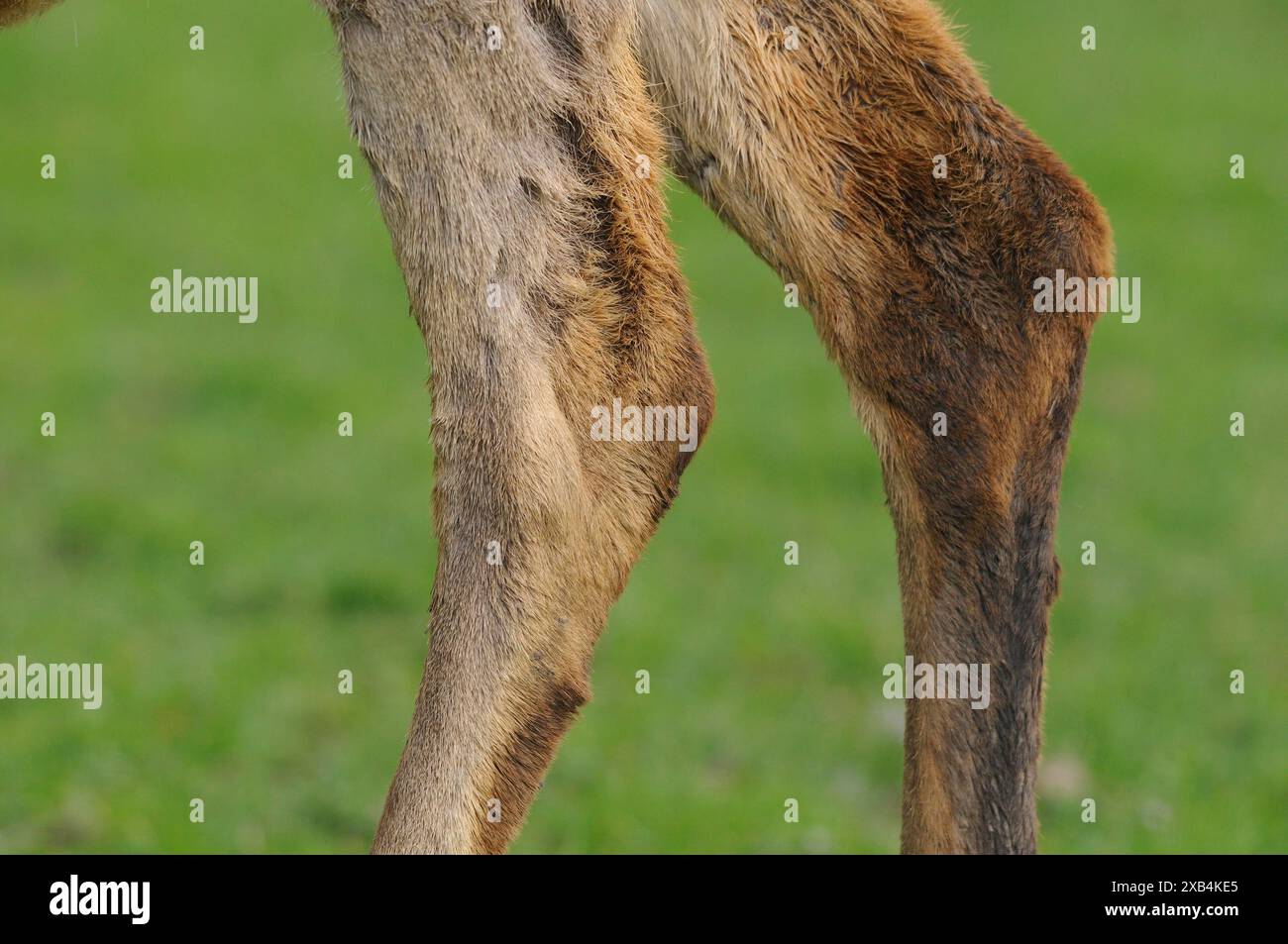 Red deer (Cervus elaphus) hind legs, Bavaria Stock Photo - Alamy