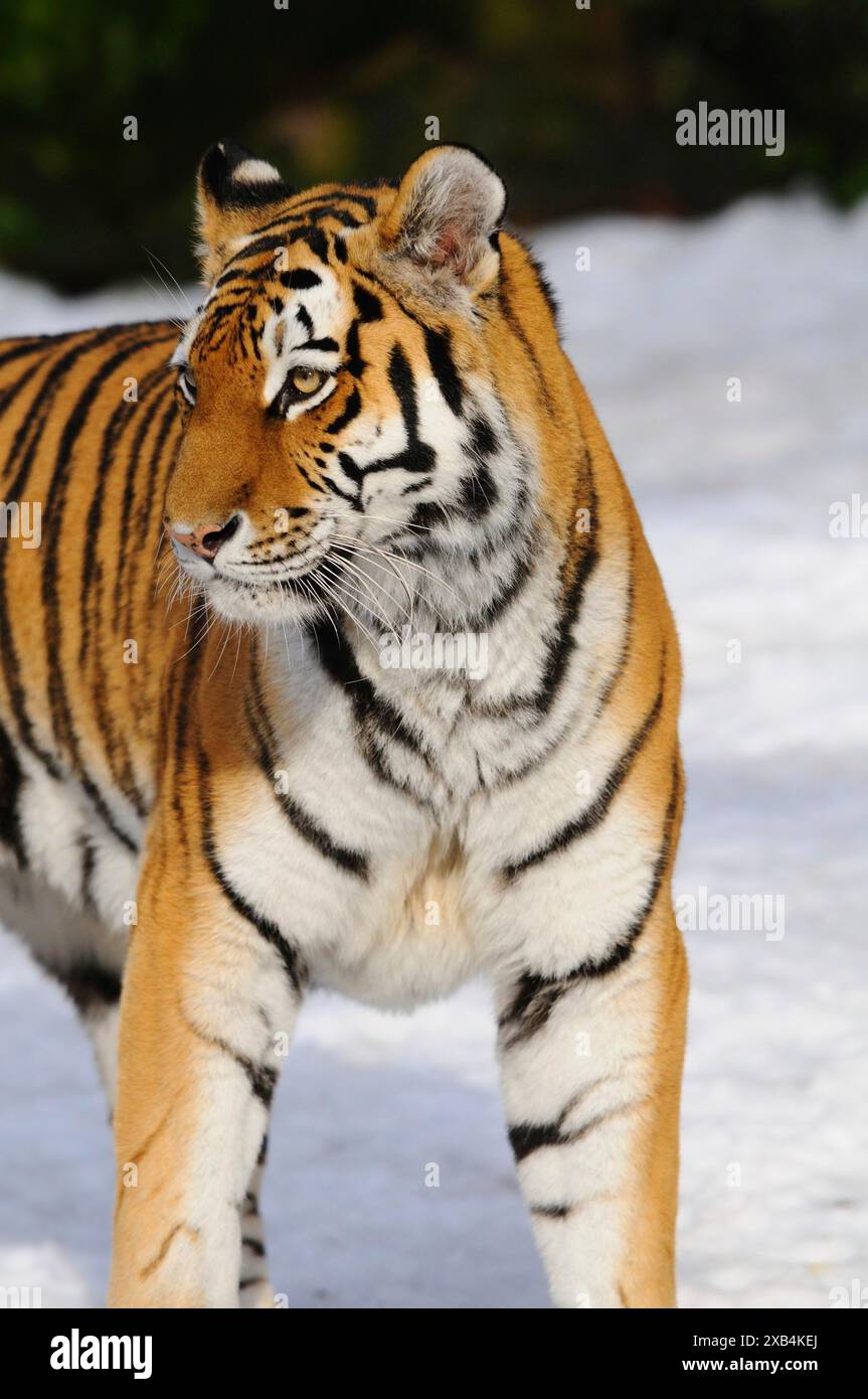 Siberian tiger russia hi-res stock photography and images - Alamy