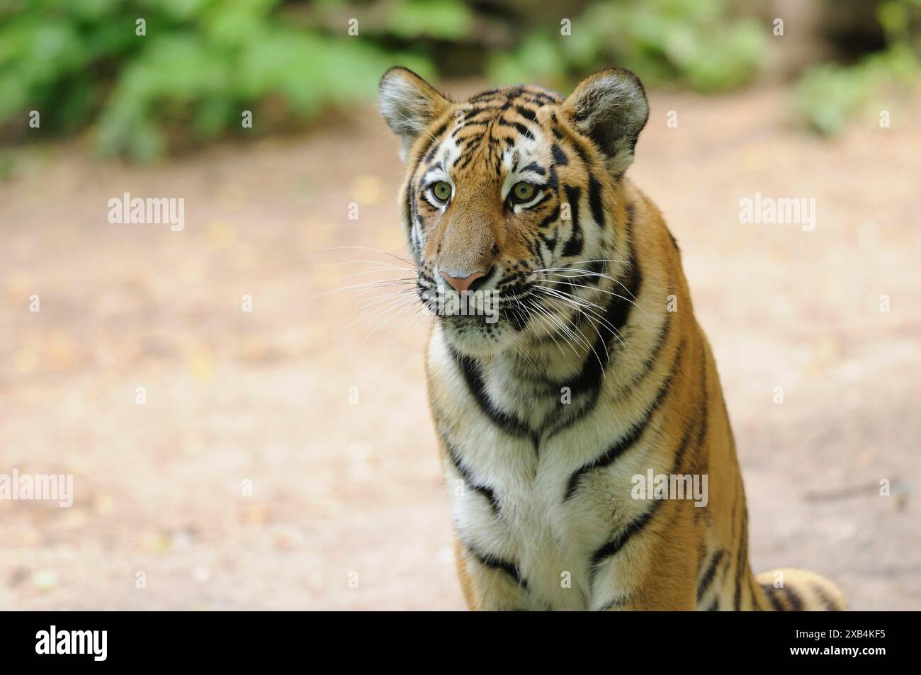 Siberian tiger (Panthera tigris altaica) in a forest, captive ...