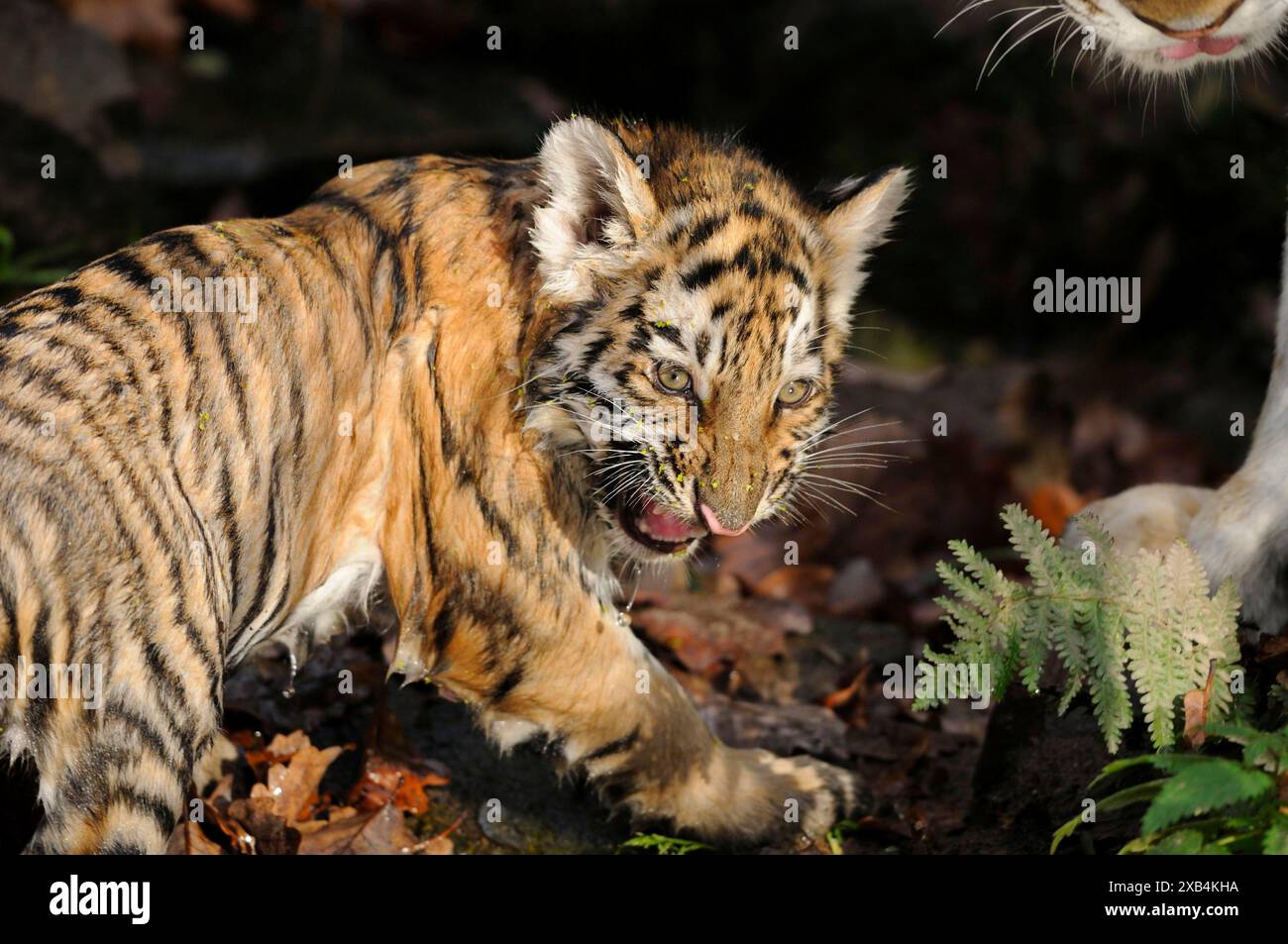 Siberian tiger (Panthera tigris altaica) hissing in a forest, captive ...