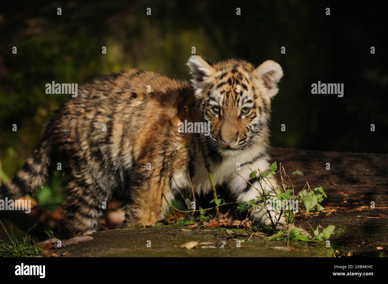 Siberian tiger (Panthera tigris altaica) young in a forest, captive ...