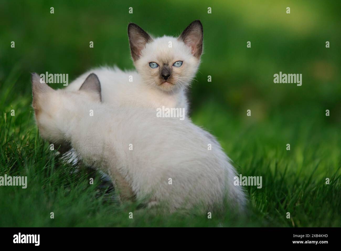 Two young Siamese cats (Siamese Seal Point cat) kittens sitting in the ...
