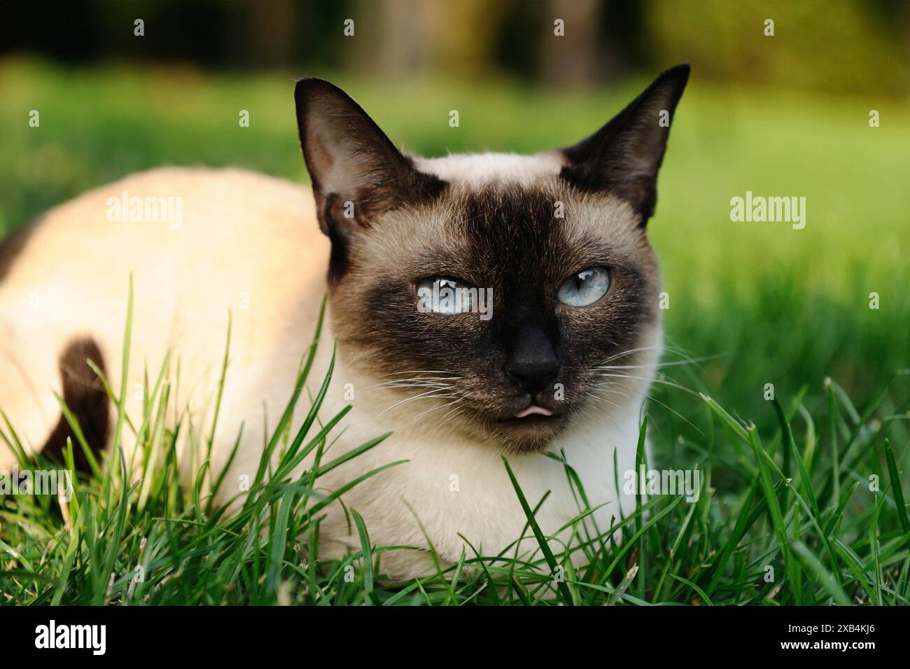 Siamese cat (Siam Seal Point cat) lying relaxed in the green grass ...