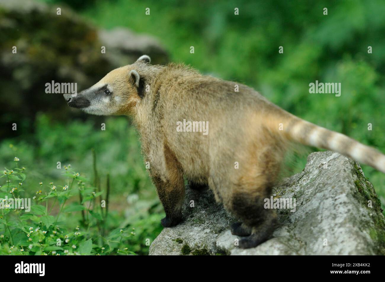 South American coati (Nasua nasua) standing on rock, captive, Zoo ...