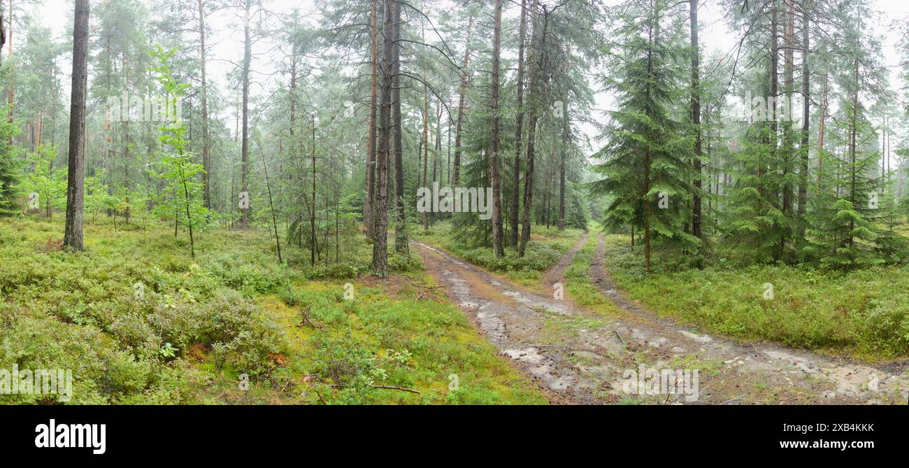 Diverging pathways in a serene forest with tall trees and lush green ...