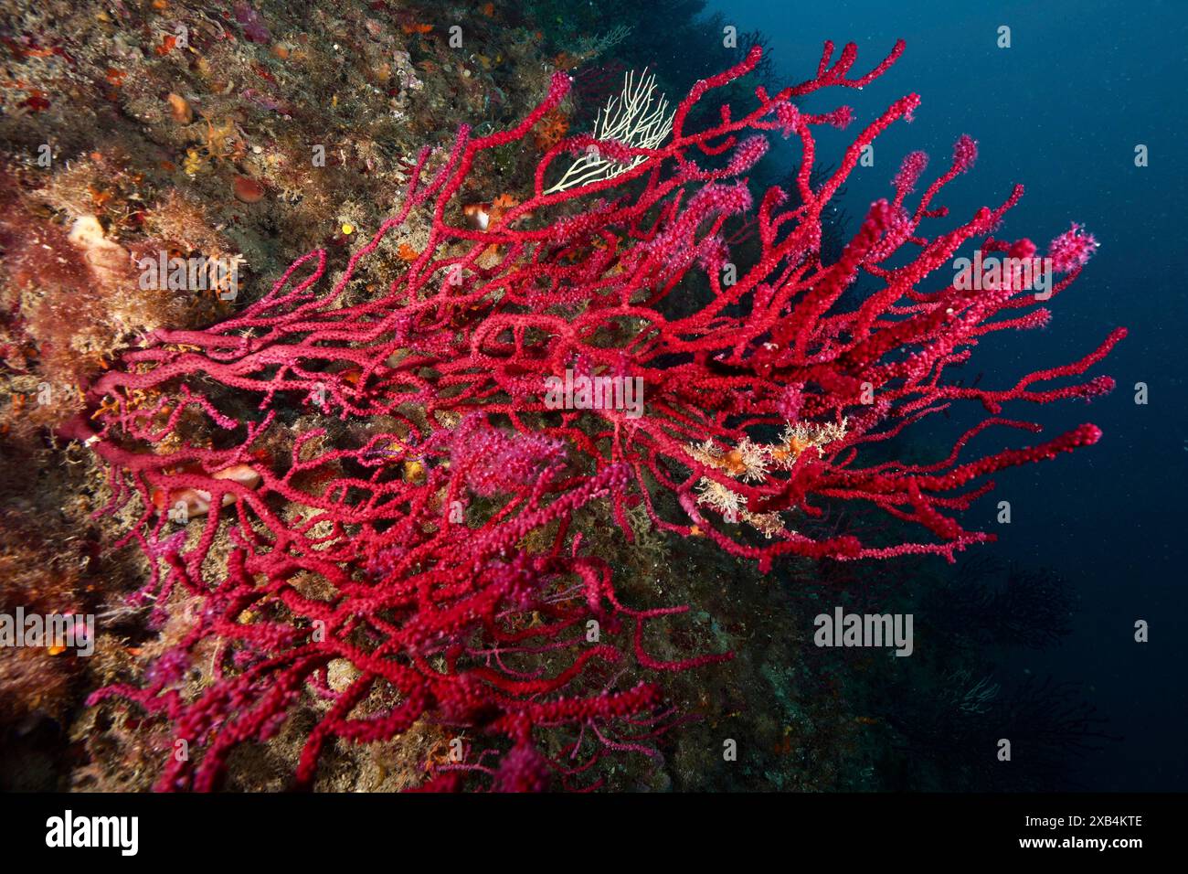 Underwater image shows dense, red coral structures, Violescent sea-whip ...