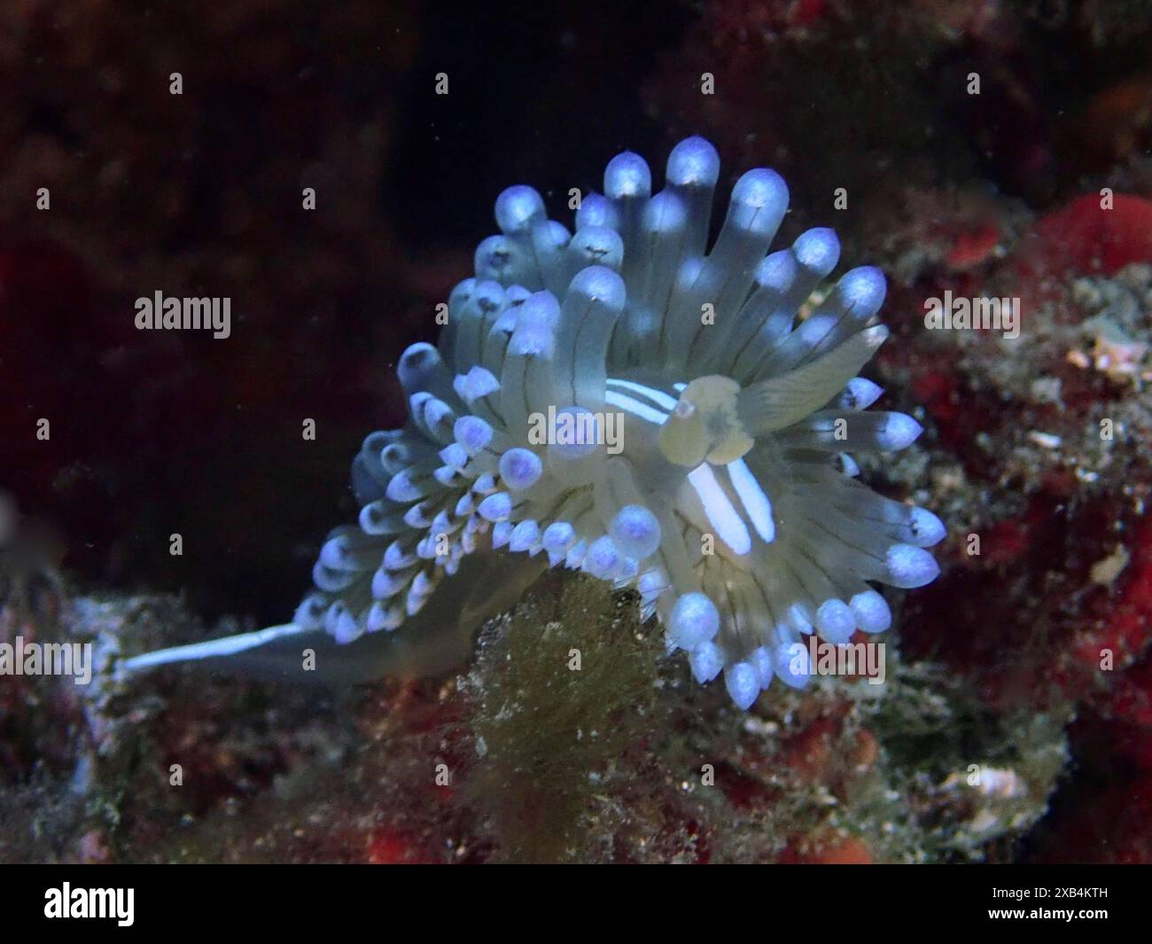 Striped thick billed slug hi-res stock photography and images - Alamy
