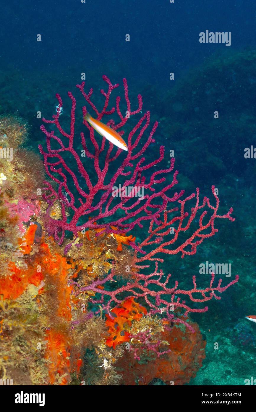 Underwater image of bright red coral structures, Violescent ...