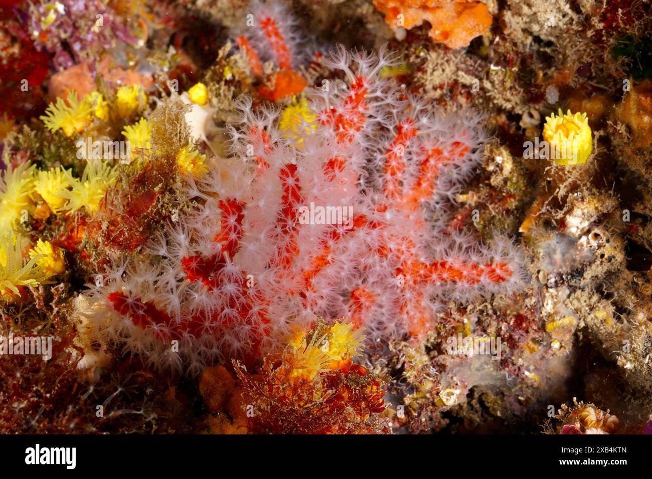 Vivid underwater image of red coral, Corallium rubrum, in a rich ...