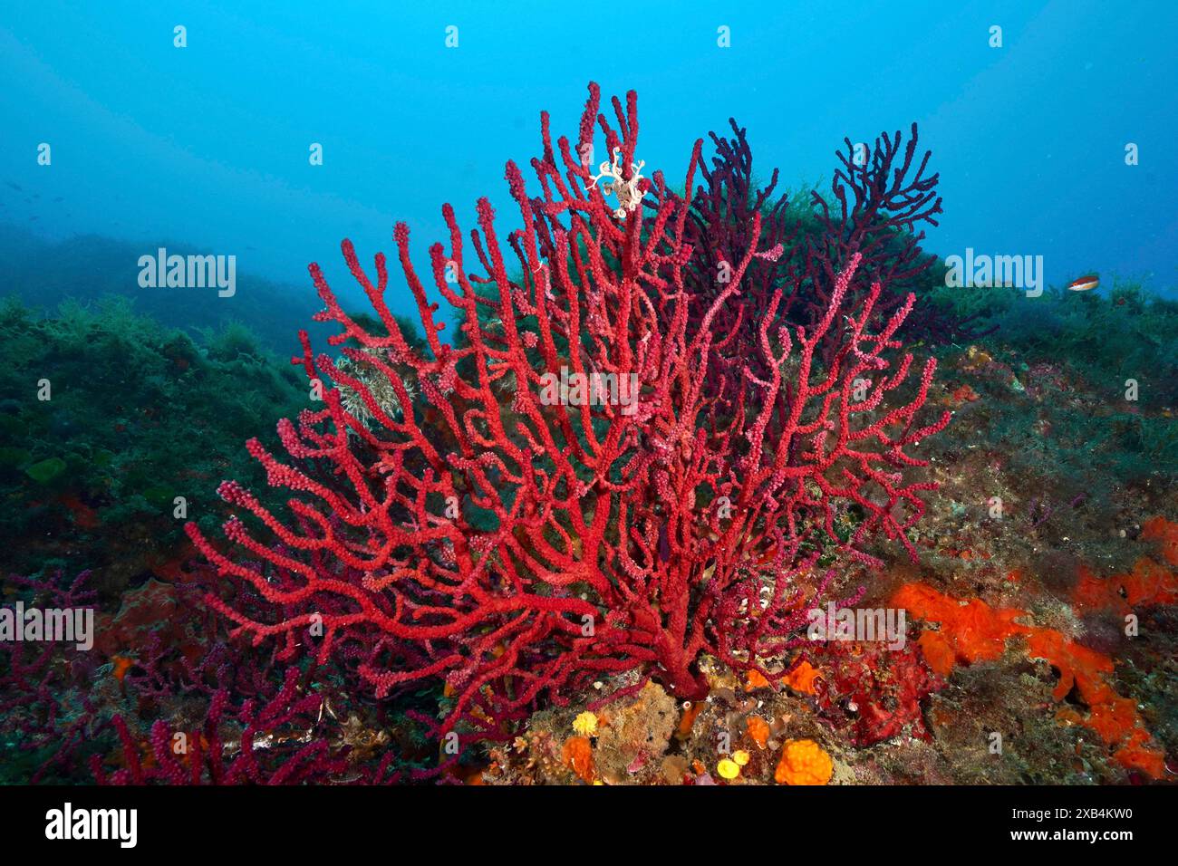 Deep blue water presents bright red, branching coral structures ...