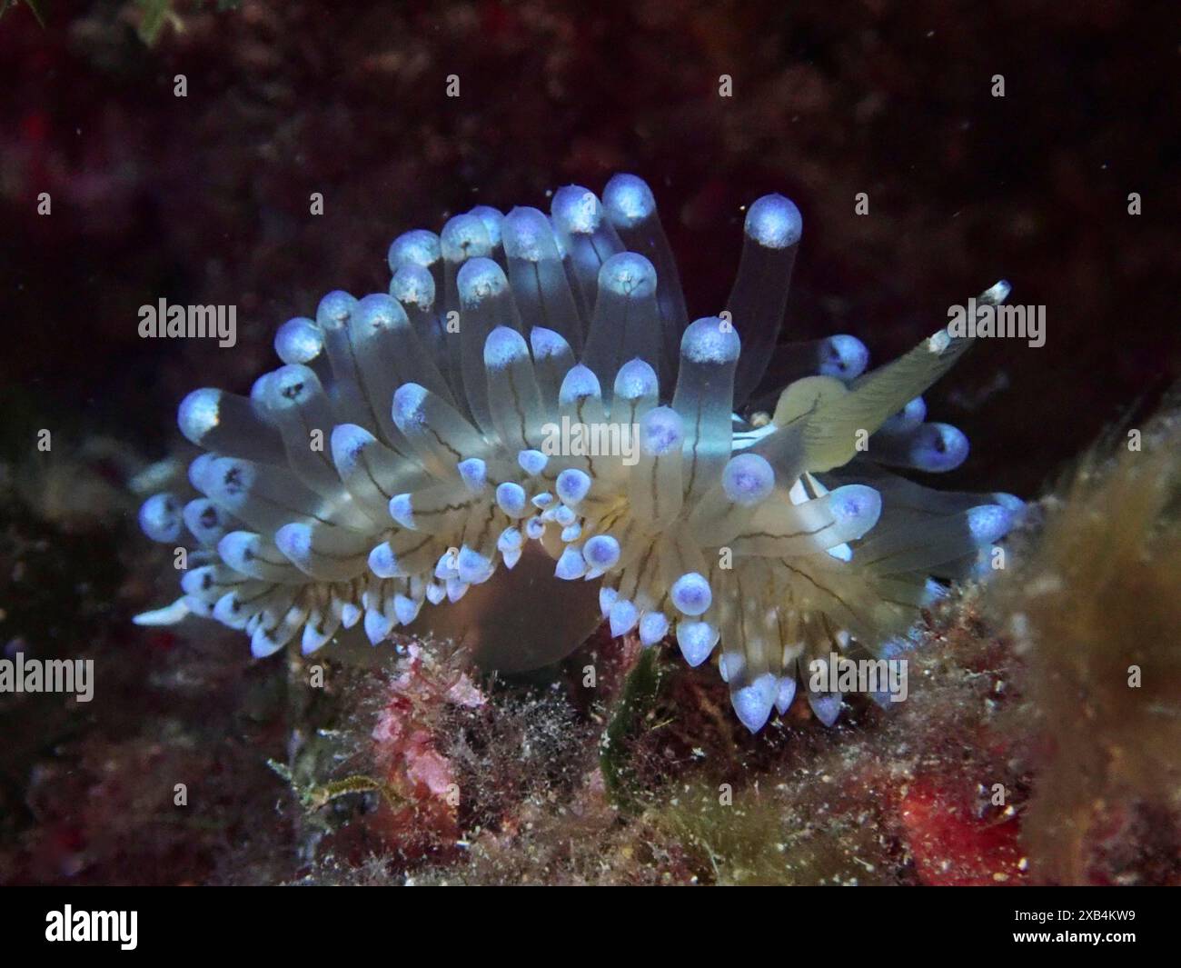 Blue glowing striped thick-billed slug (Janolus cristatus) in a dark ...