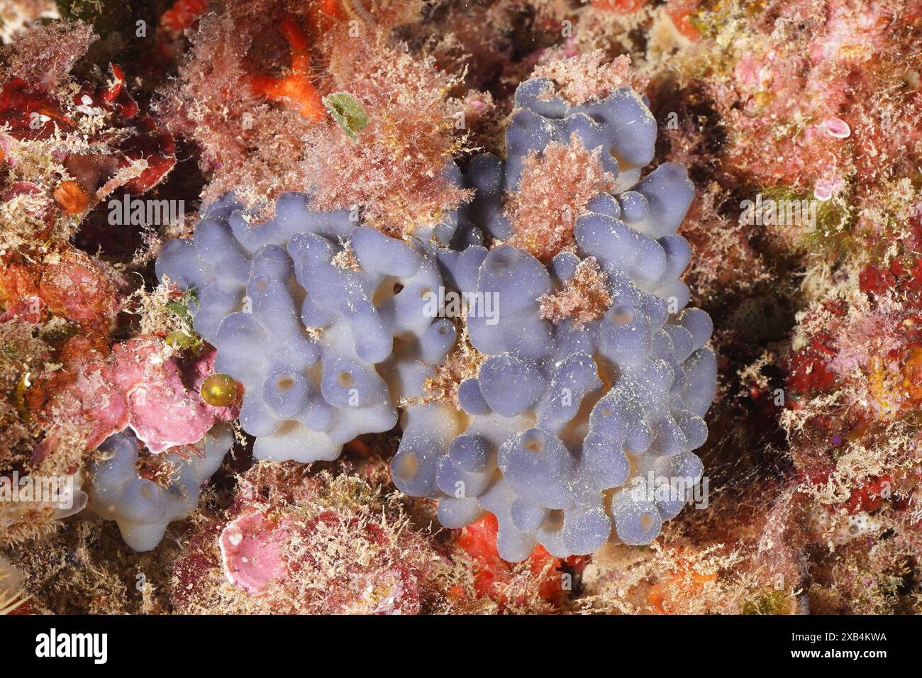 Underwater image of a bluish sponge with a grainy, textured surface ...