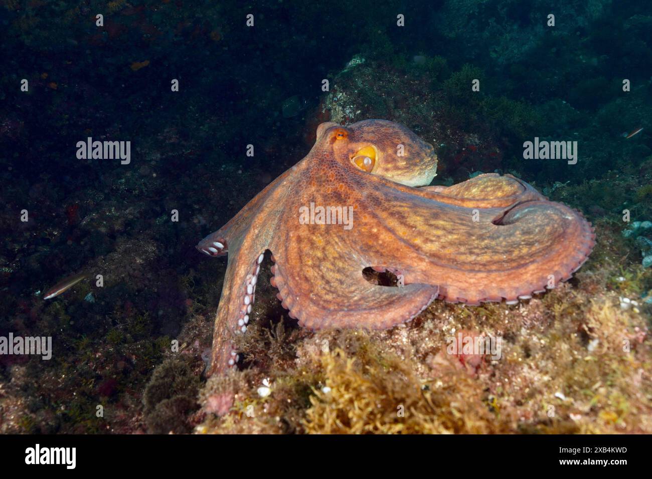 A Common Octopus (Octopus vulgaris), common octopus, on the seabed ...
