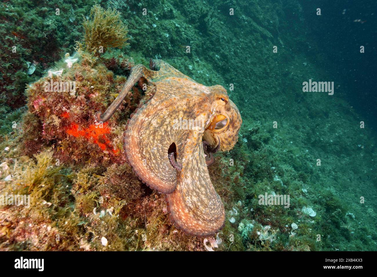 Common Octopus (Octopus vulgaris), common octopus, on a rock covered ...