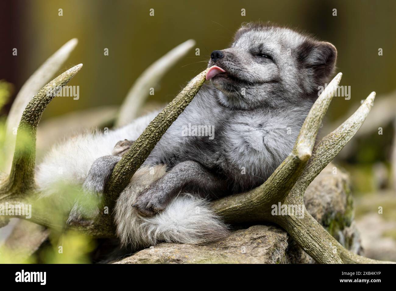 A fox resting humorously in antlers with its tongue sticking out ...