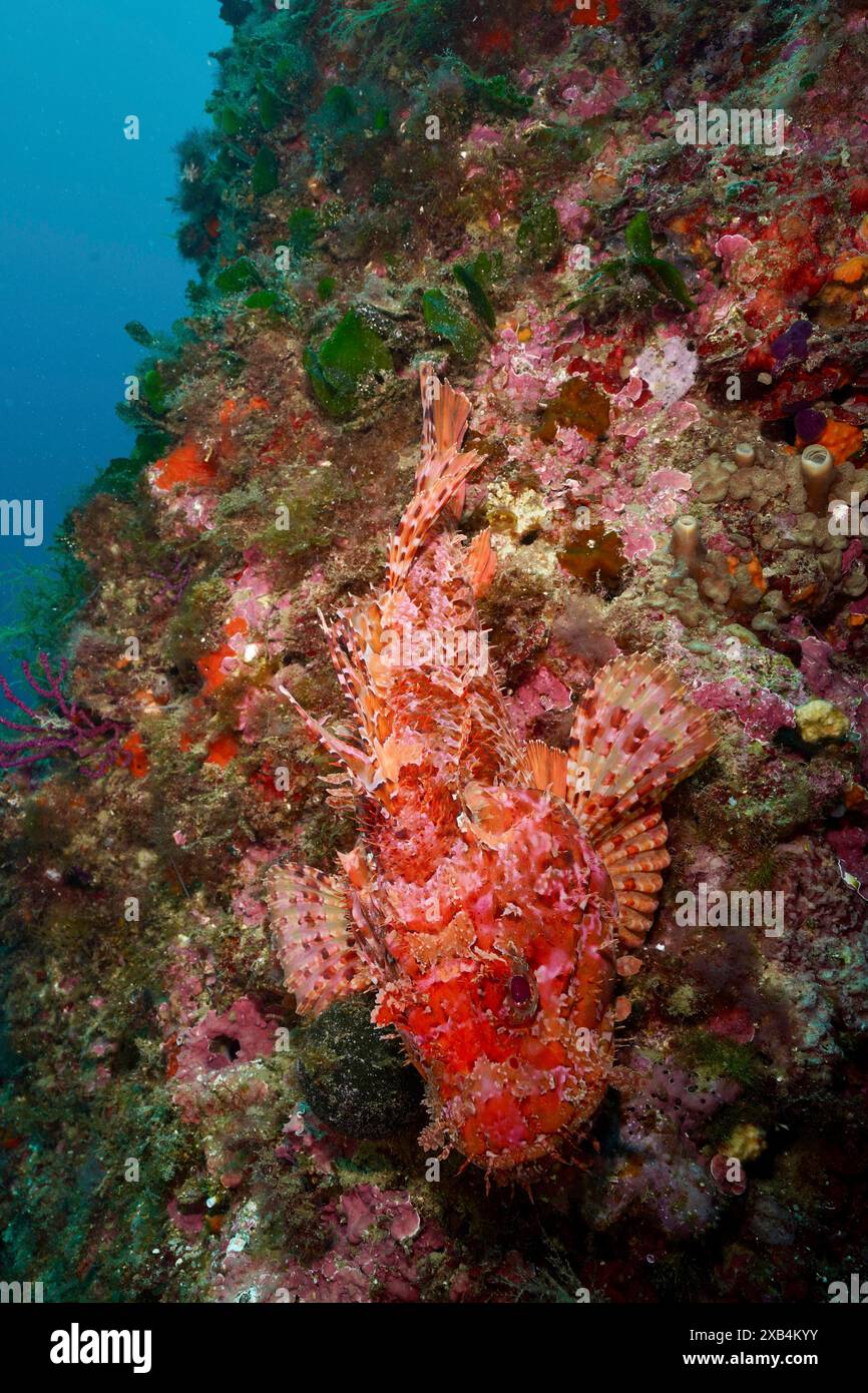 A red, speckled fish, red scorpionfish (Scorpaena scrofa), sea sow ...