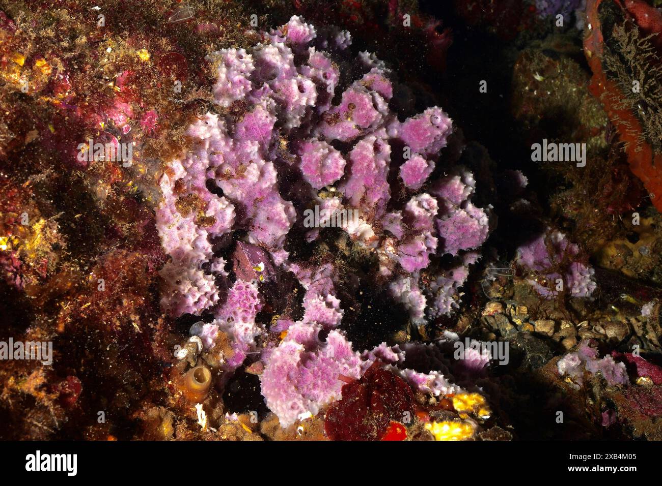 Dysidea avara hi-res stock photography and images - Alamy