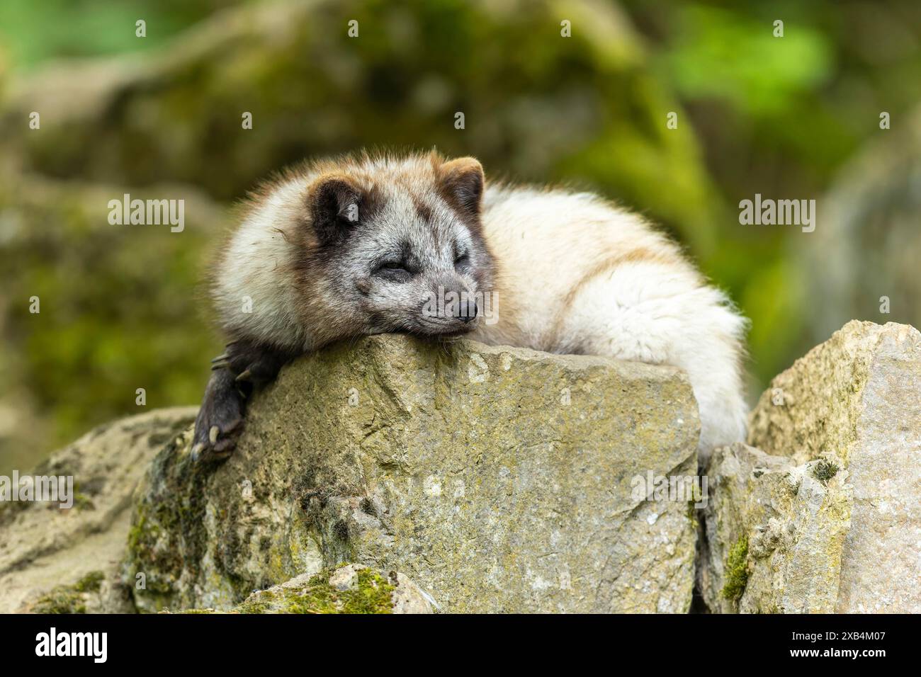 A light grey fox lying relaxed on a moss-covered stone, arctic fox ...