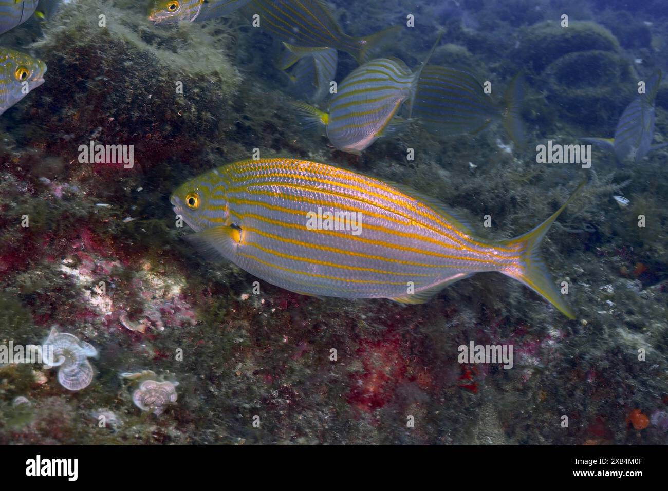 Yellow porgy hi-res stock photography and images - Alamy