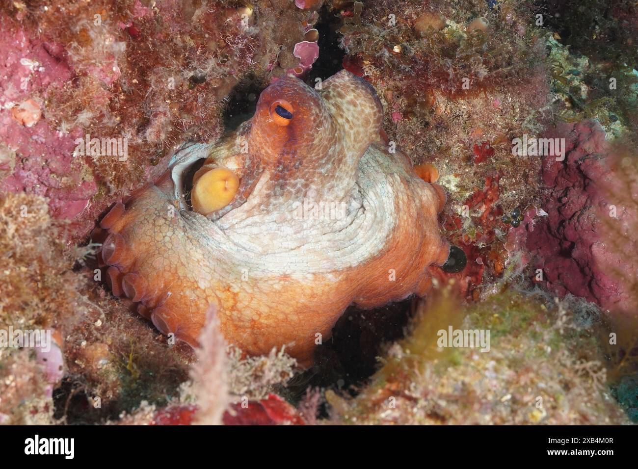 Common Octopus (Octopus vulgaris), common octopus, hiding among pink ...