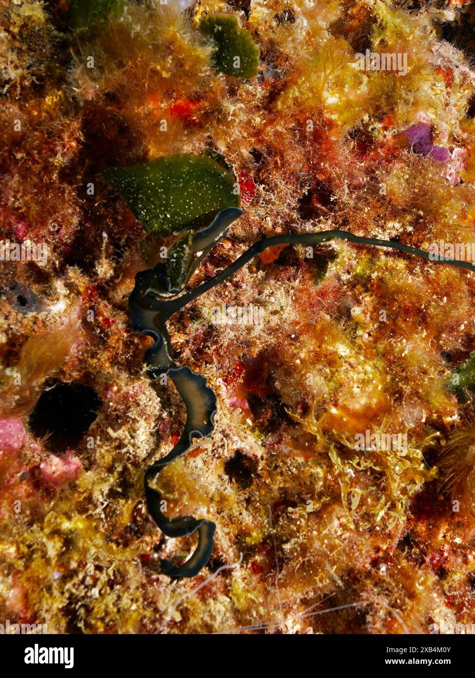 Green spoonworm (Bonellia viridis), dive site Cap de Creus Marine ...