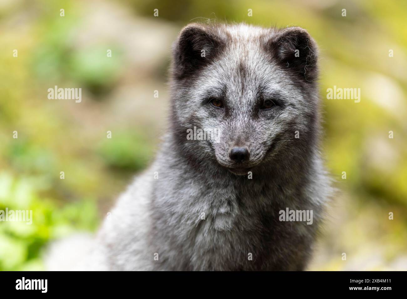 Fox green foliage background hi-res stock photography and images - Alamy