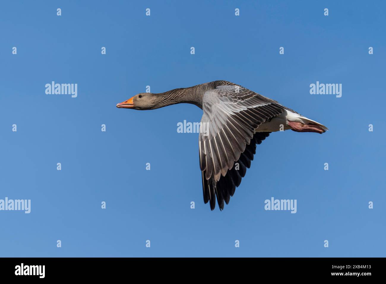 A goose flies in the blue sky, its wings spread wide, greylag goose ...