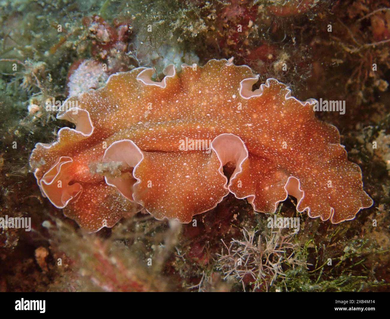 Sea worm hi-res stock photography and images - Alamy