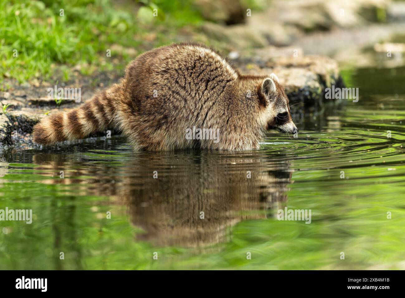 A raccoon examines a pond surrounded by lush green vegetation, raccoon ...