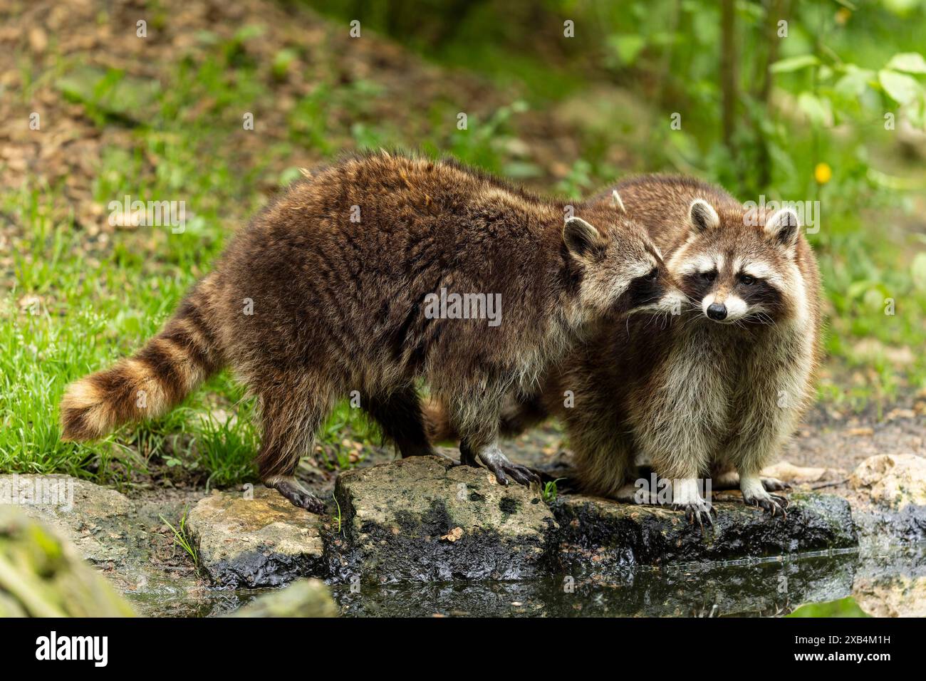 Two raccoons hi-res stock photography and images - Alamy