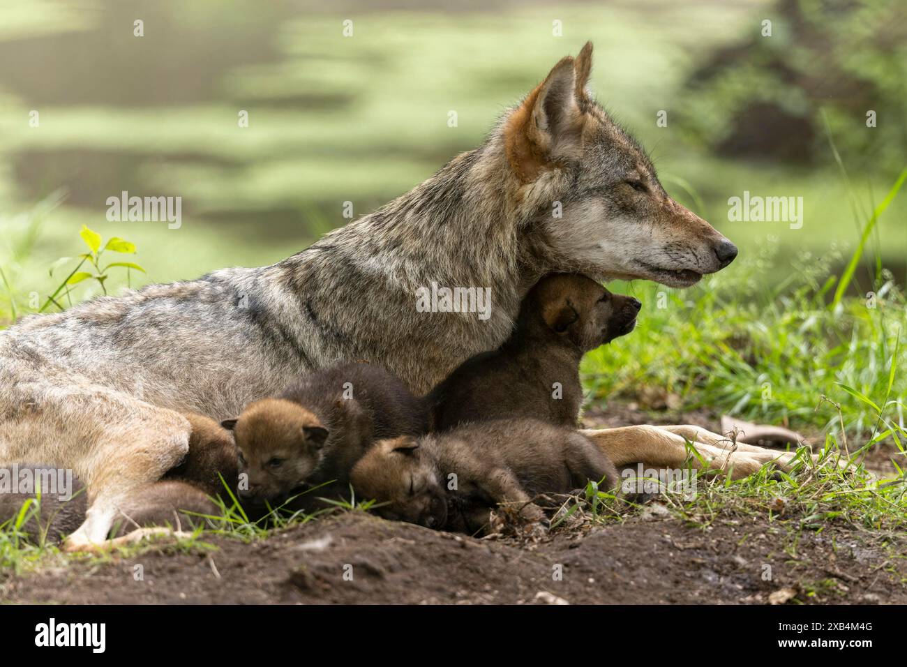 A pack of wolves lies in the grass while the mother cares for her pups ...