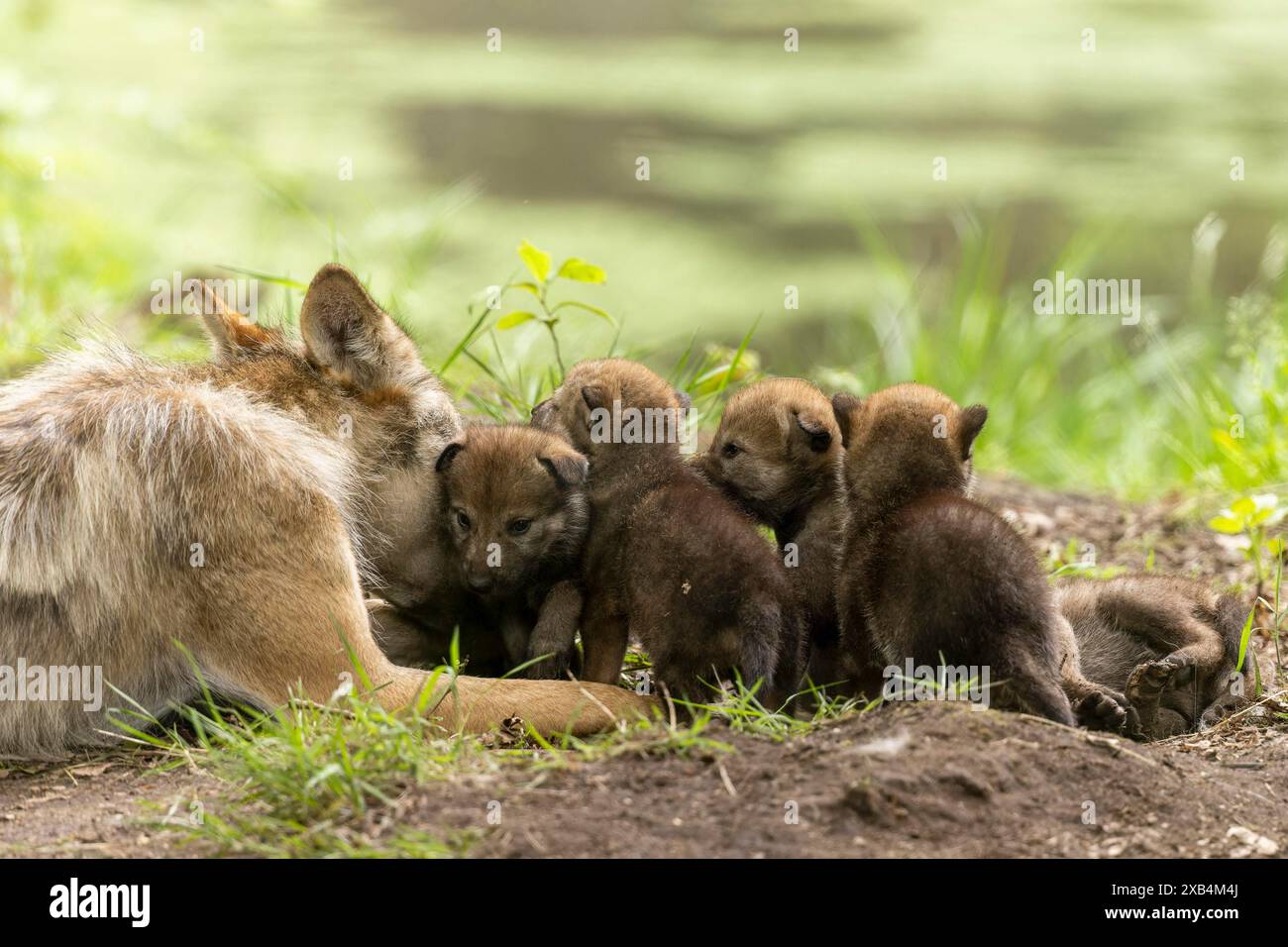 A mother wolf gives affection to her pups as they lie in the grass ...