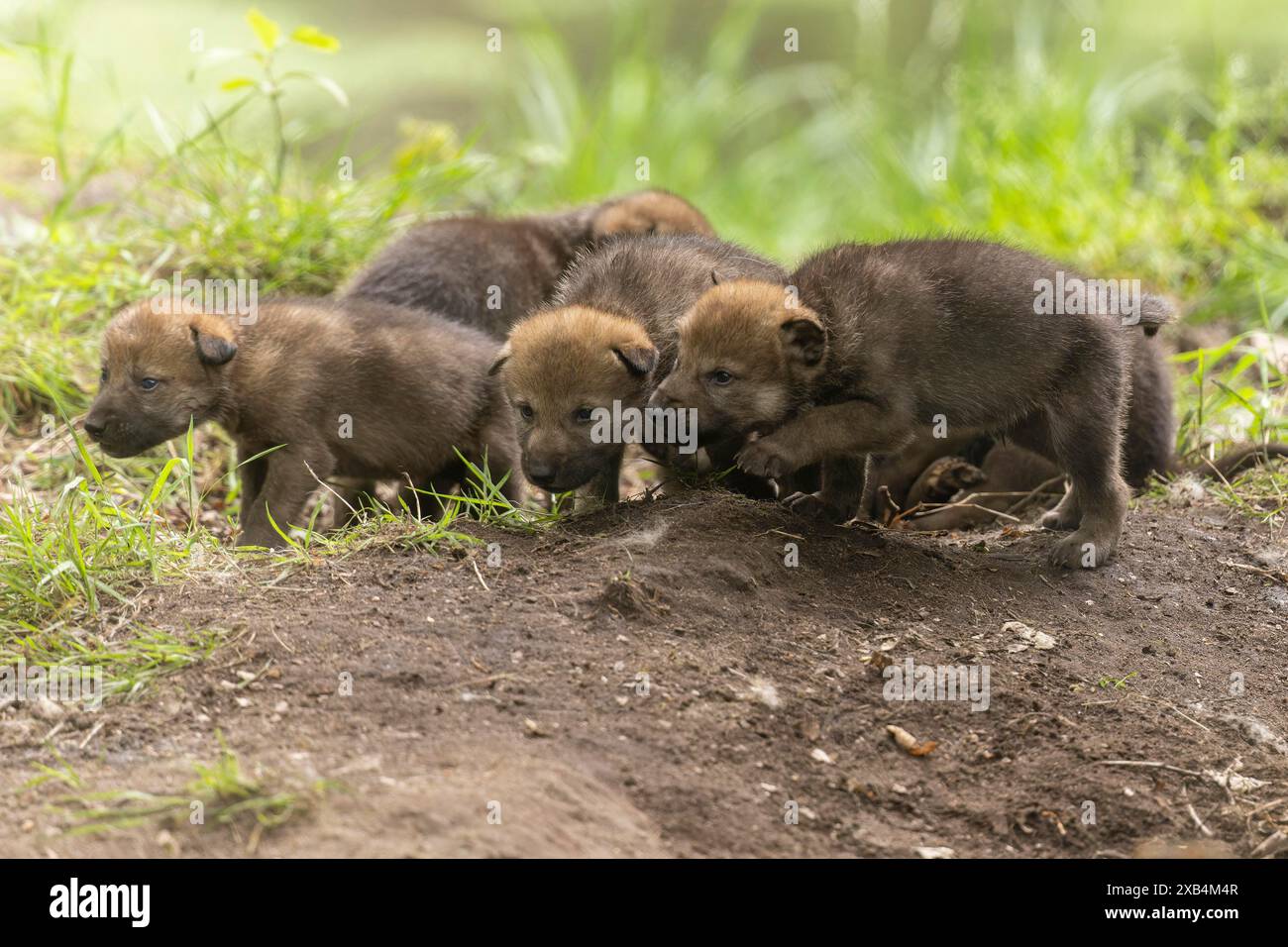Four wolf pups stand on the ground and look around, European grey gray ...