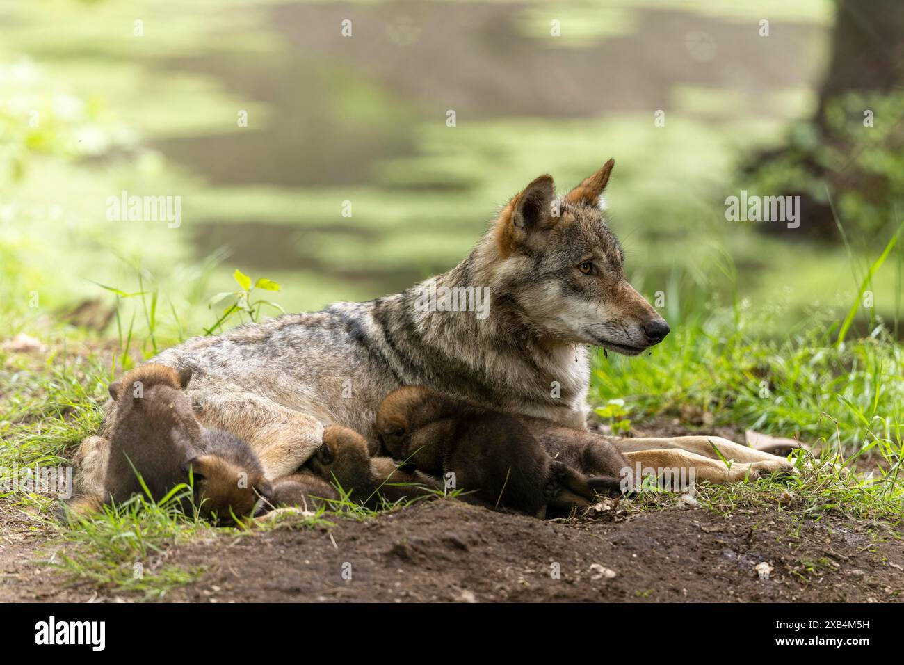 A wolf rests in a green environment, the pups cuddle up to their mother ...